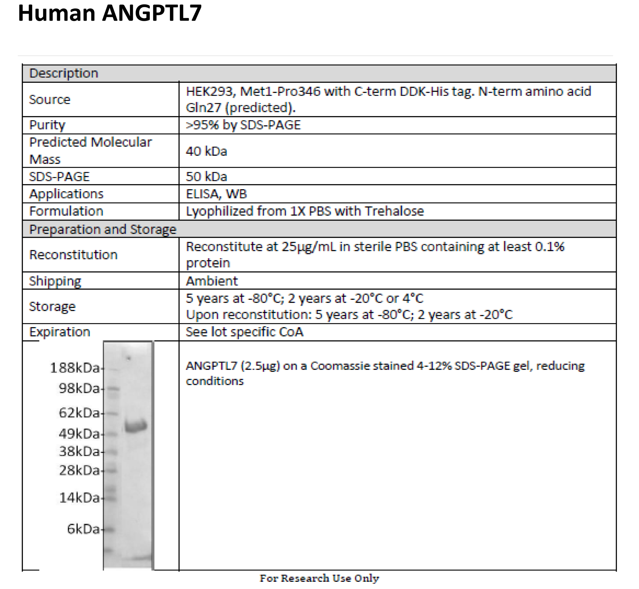 Recombinant Human ANGPTL7 Protein (HEK293) | Ampersand Biosciences