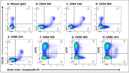 Ferret CD56 Monoclonal Antibody (FT56-4B3) | Ampersand Biosciences